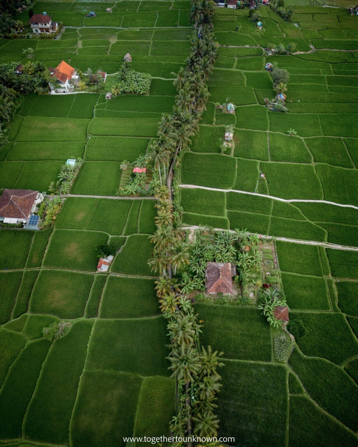 13 Best things to do in Ubud